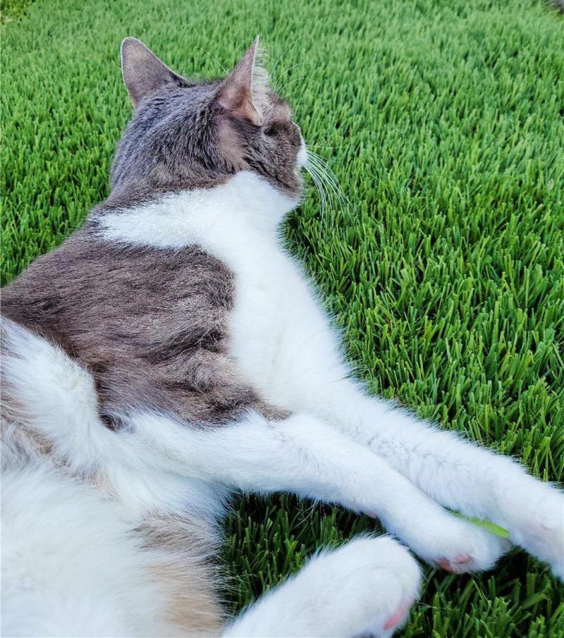 Pet Turf System for Backyards, Kennels, Dog Parks, Riverside, CA
